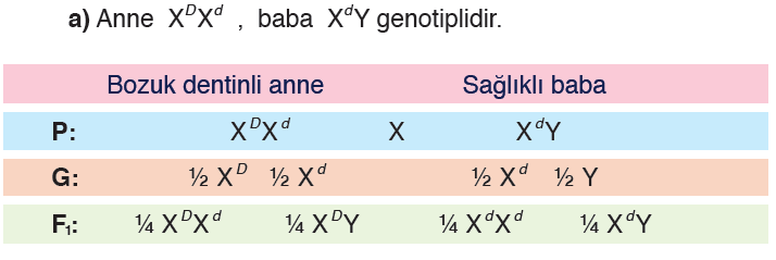 Kalıtımın Genel İlkeleri - Çözümlü Problemler 1