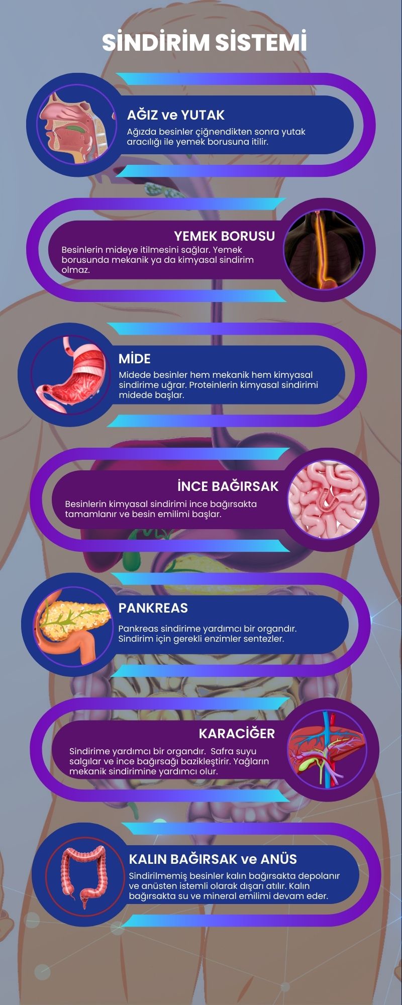 İnsan Fizyolojisi - İnsanda Sindirim Sistemi