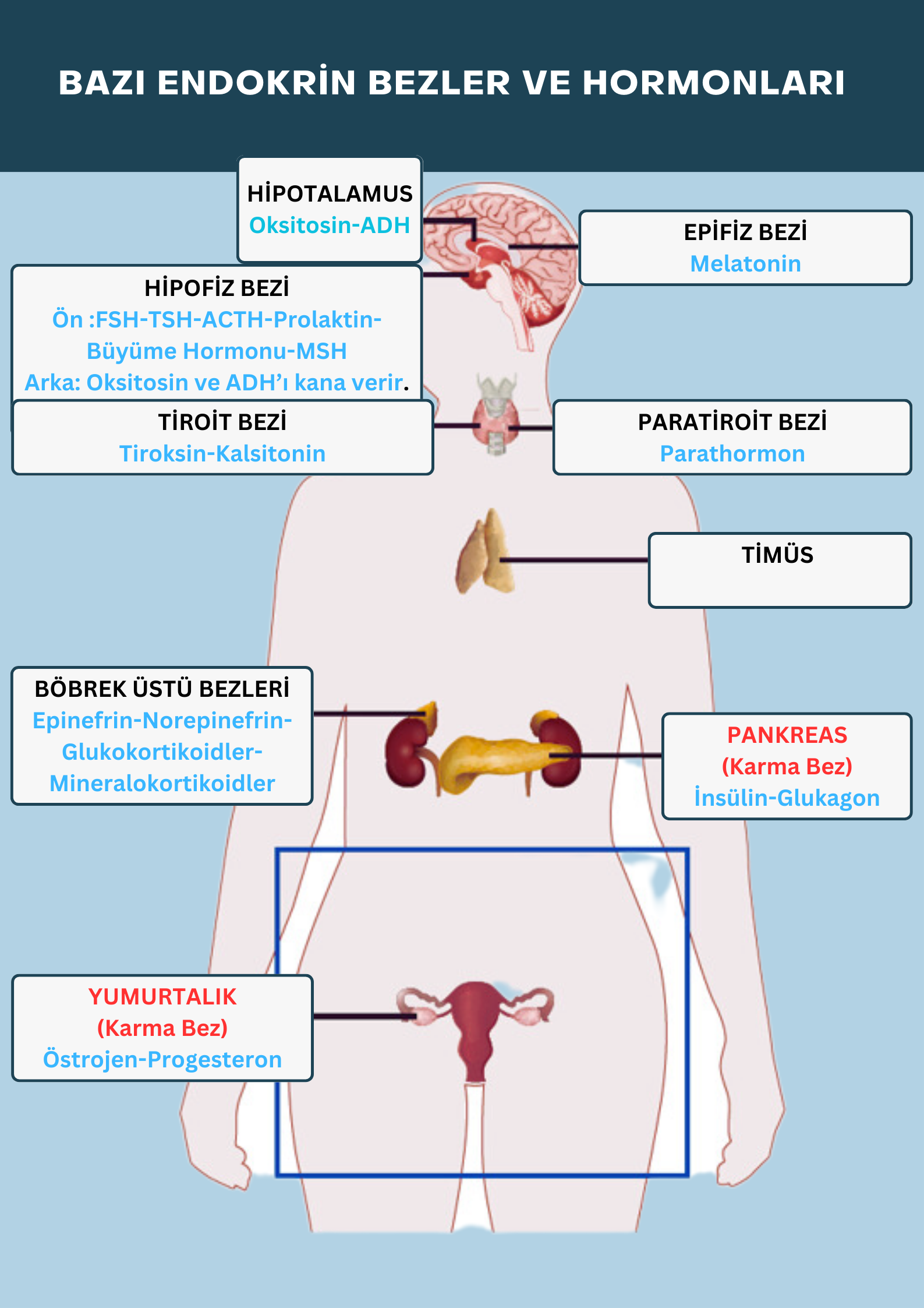 İnsan Fizyolojisi - Bazı Endokrin Bezler ve Hormonları