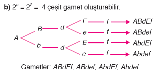 Kalıtımın Genel İlkeleri - Gamet Oluşturma 1