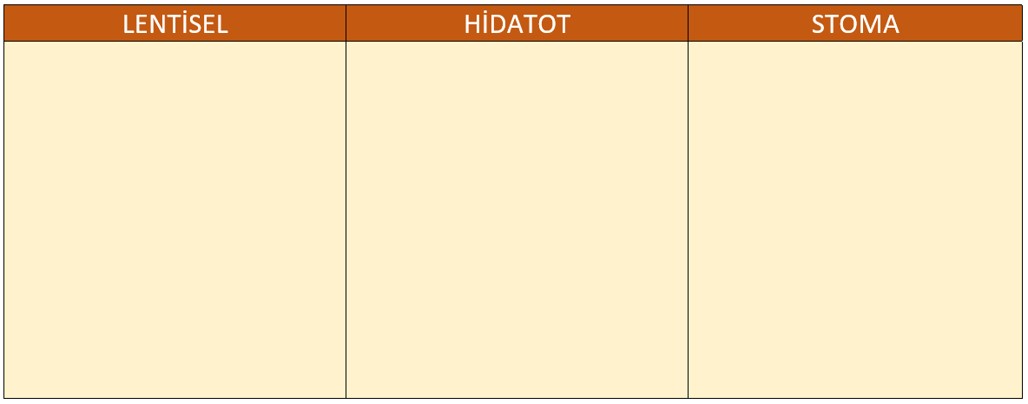 Verilen özellikleri stoma, lentisel veya hidatotla doğru şekilde ...