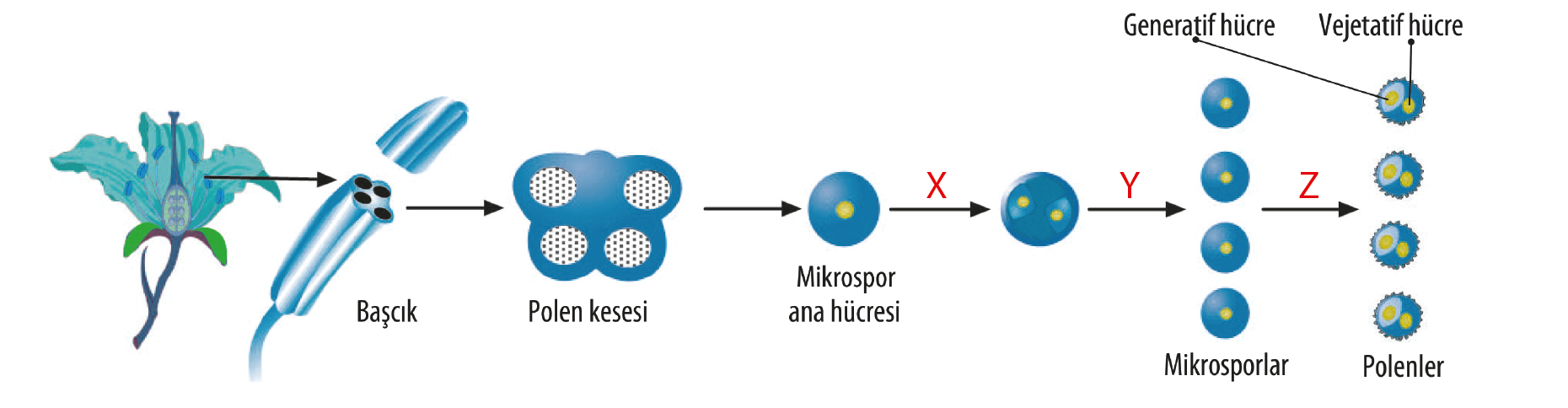 Bitki Biyolojisi - Polen oluşumu