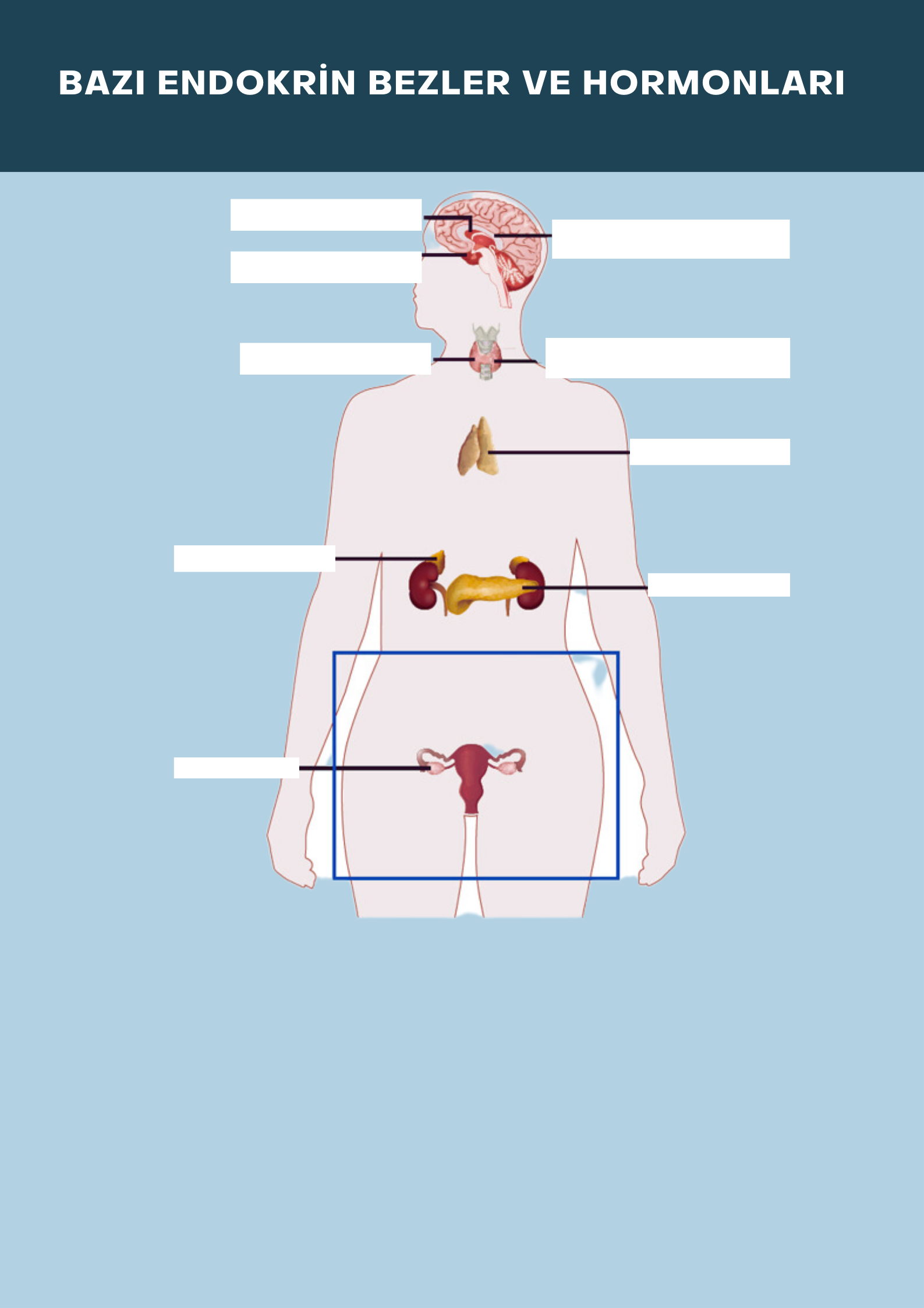 İnsan Fizyolojisi - Bazı Endokrin Bezler ve Hormonları