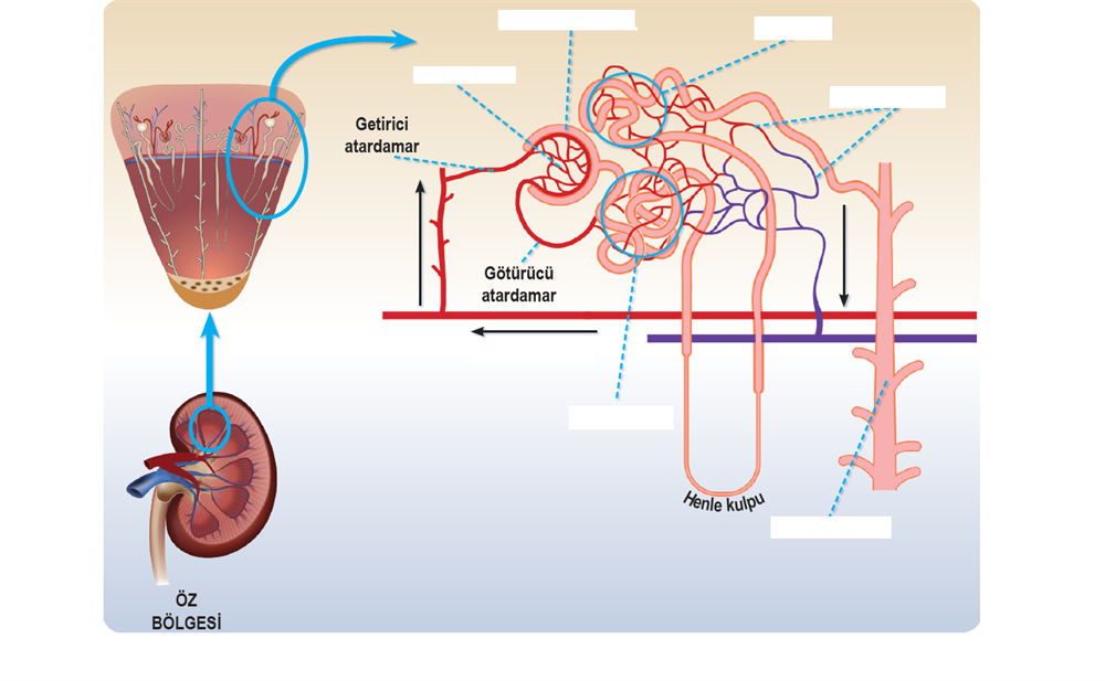 Aşağıda verilen nefron resmi üzerinde boş bırakılan alanlara doğru ...