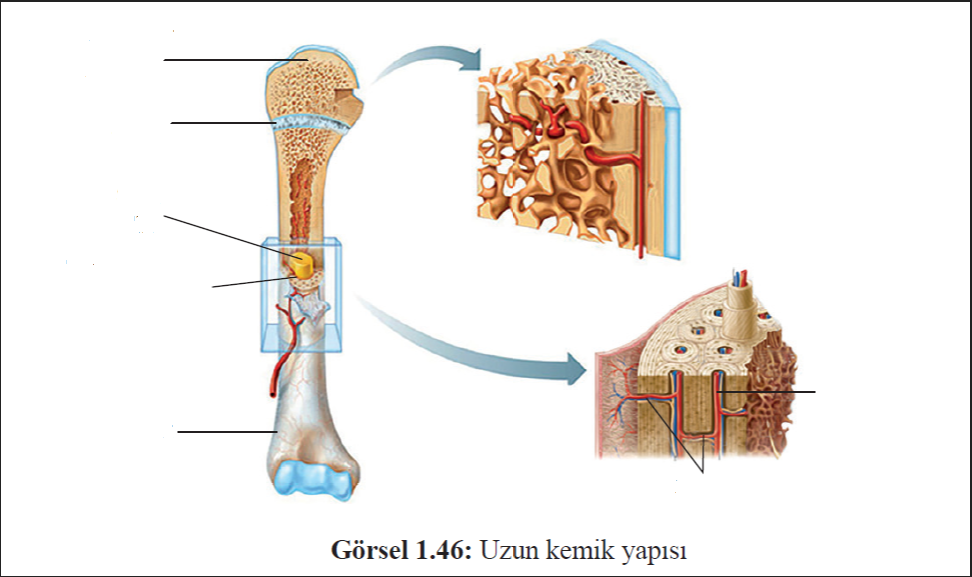 Aşağıda verilen uzun kemik resmi üzerindeki kemik bölümlerini doğru ...