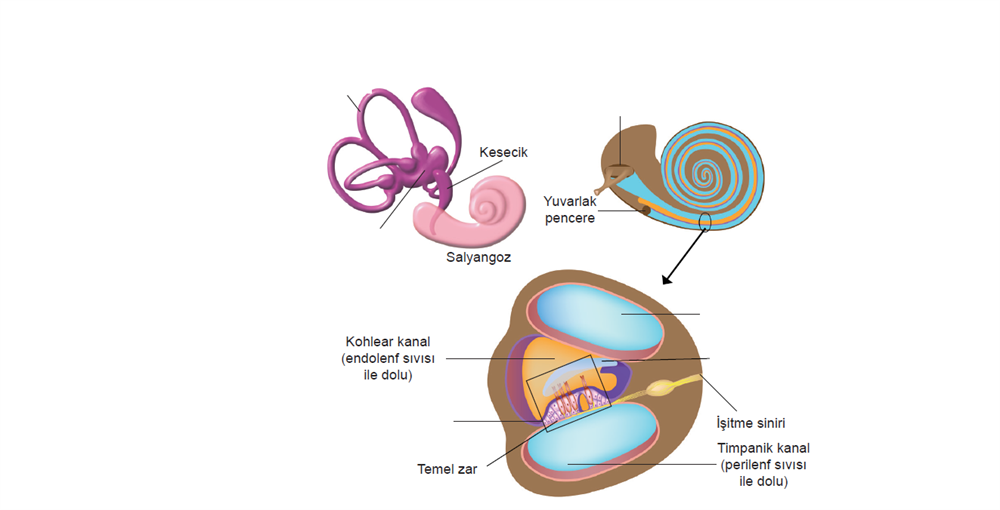 Aşağıda verilen iç kulağın bölümleri resmi üzerinde kulak bölümlerini ...