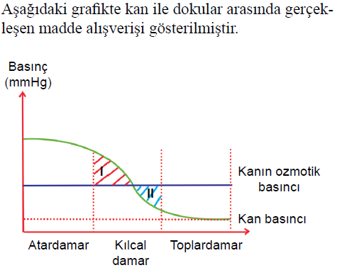 11. Sınıf - İnsan Fizyolojisi